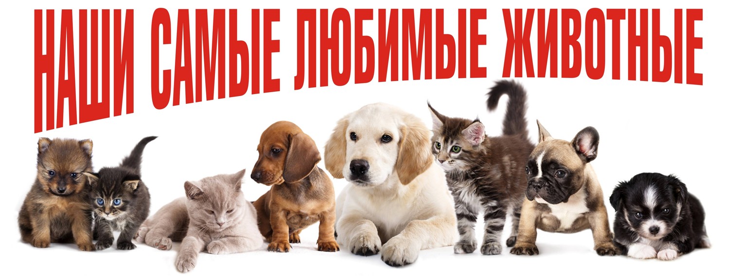 Наши самые любимые животные