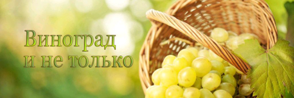 Наталья Тыщенко виноград и не только.