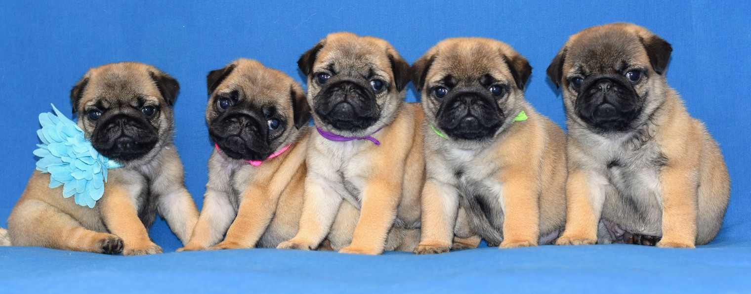 мопсы п-ка "СЧАСТЬЕ ЭТО "