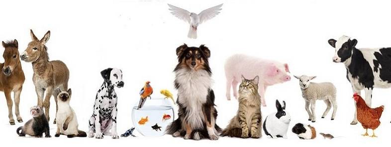 Гомеопатия для животных