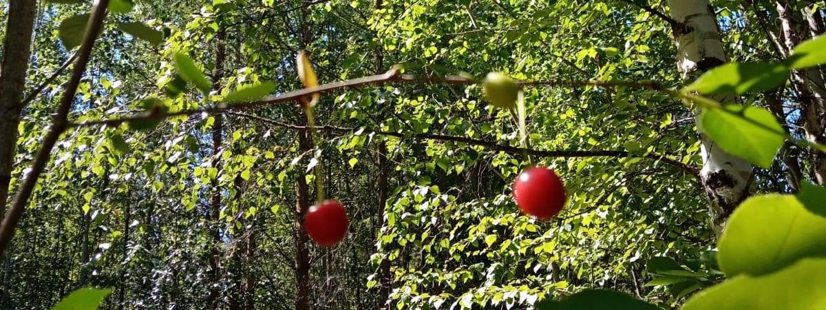 Домашняя шпаргалка