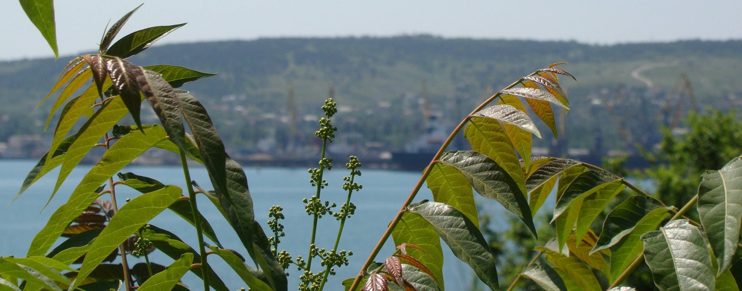 Вячеслав Чукреев