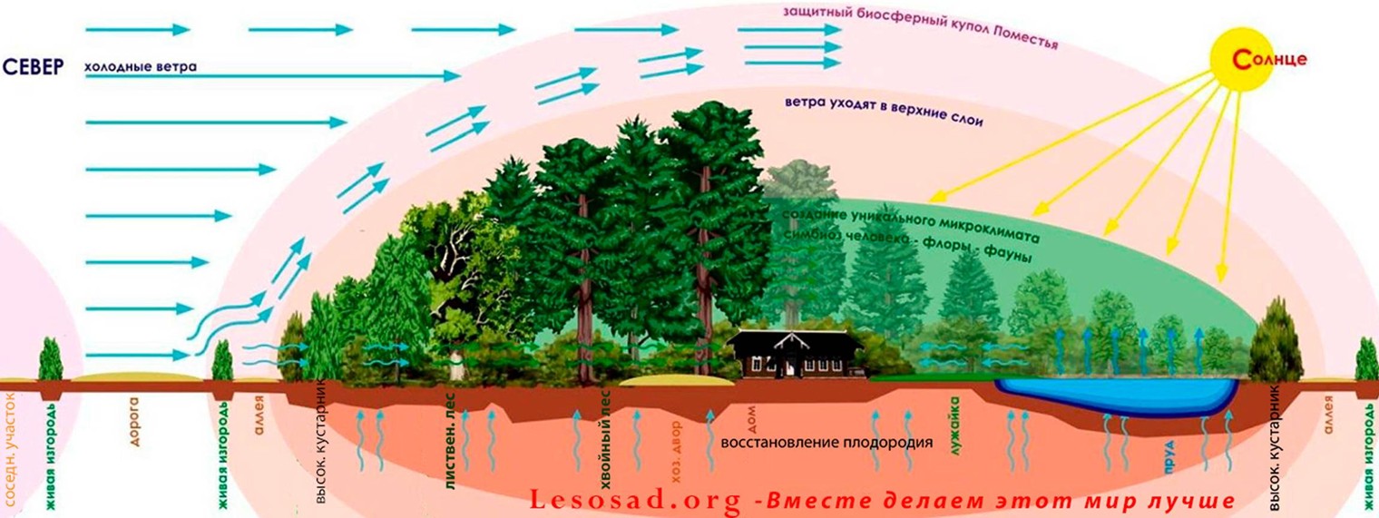 Питомник растений "Lesosad.org"