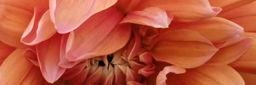 ЛПХ БУРЛАКОВЫ