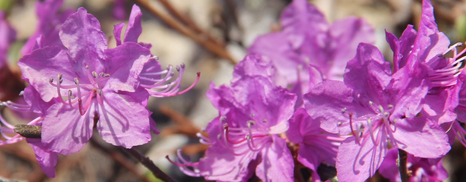 Татьяна Ветрова