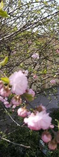 Наталия Герман