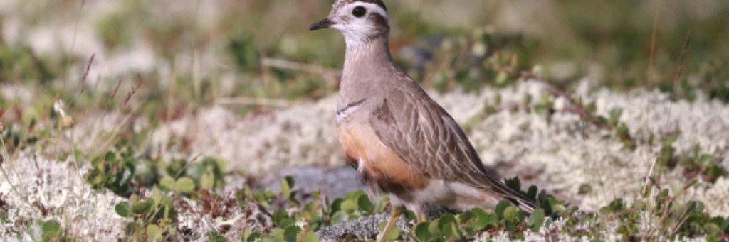 Владимир Андрлеон