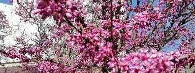 Ольга Антоненко