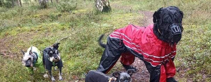 Фонд Помощи Шнауцерам