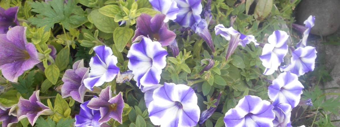 Сибирский садовод, сад у Солопа