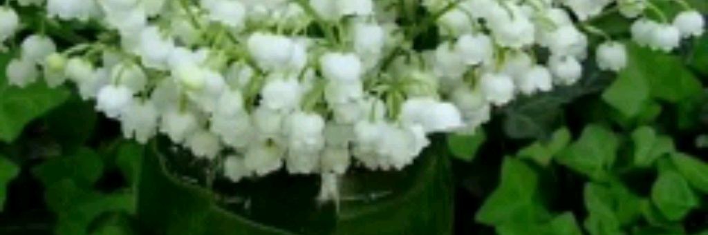 ДШИ им. Иорданского