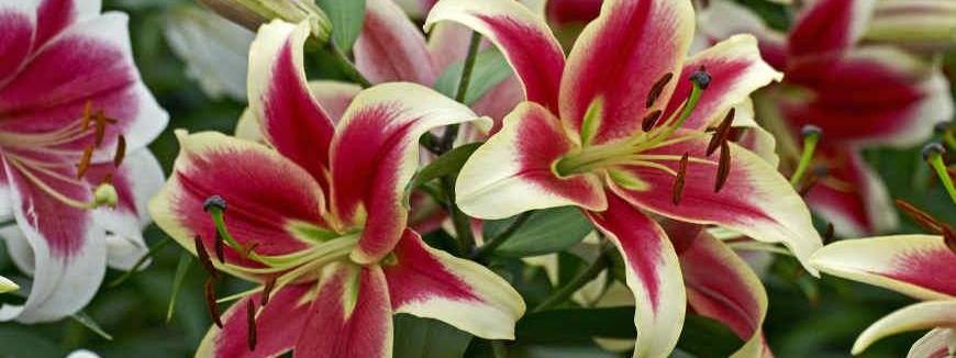 Марианна Баранова