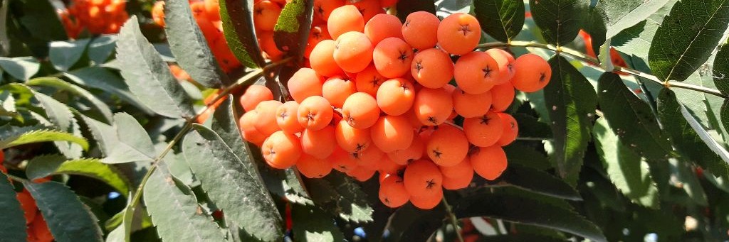 Лоркина Деревня