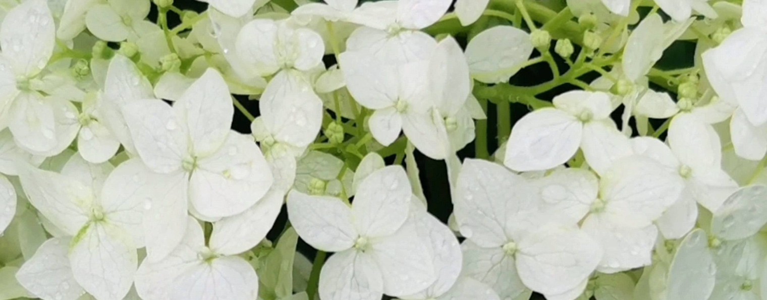 Баталова Елена