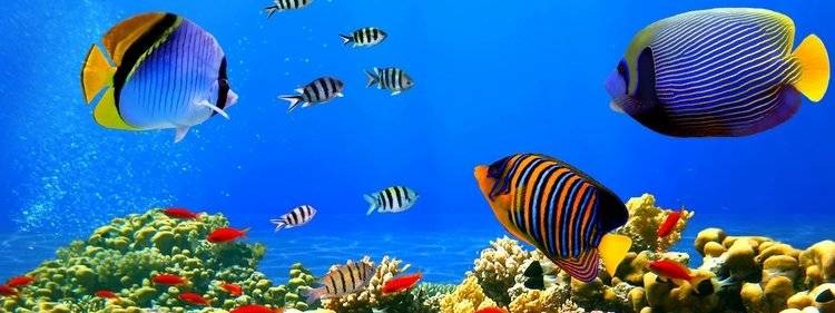 МАДОУ г. Нижневартовска ДС № 40 "Золотая рыбка"