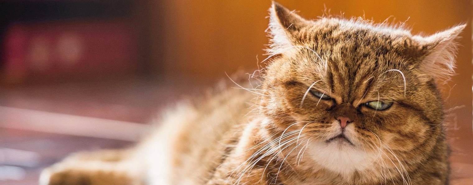 Манимейкер