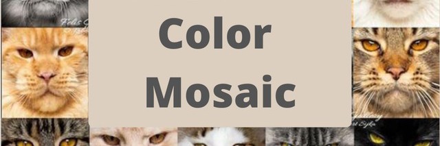 Питомник кошек породы Мейн-кун «Color Mosaic"