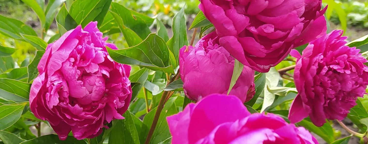 Эхинацея пурпурная