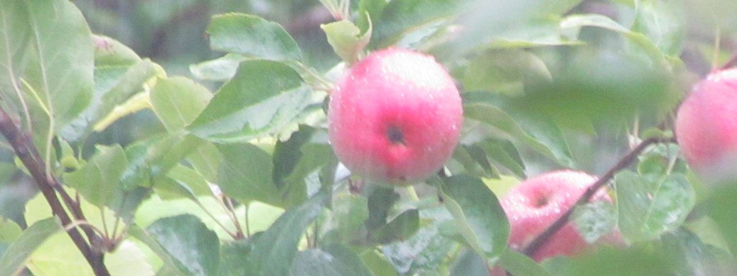 Вероника К.