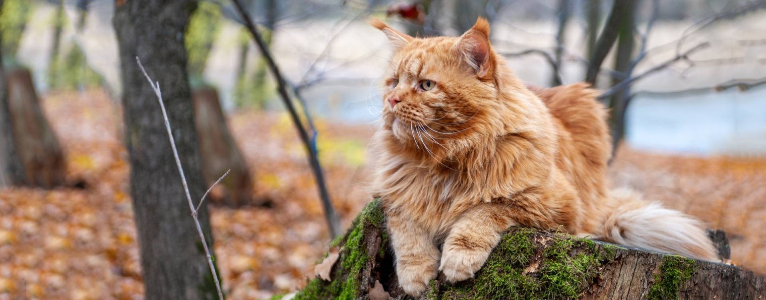 Мейн куны Bright Image