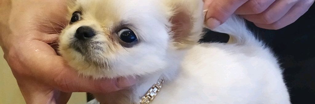 рикко вигал