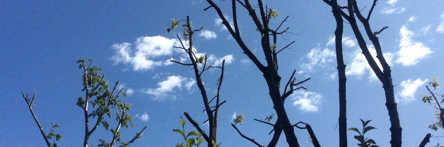 Игорь Каркачёв