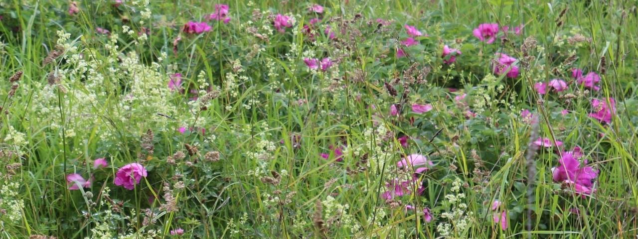 Авторская мастерская Татьяны Митровци