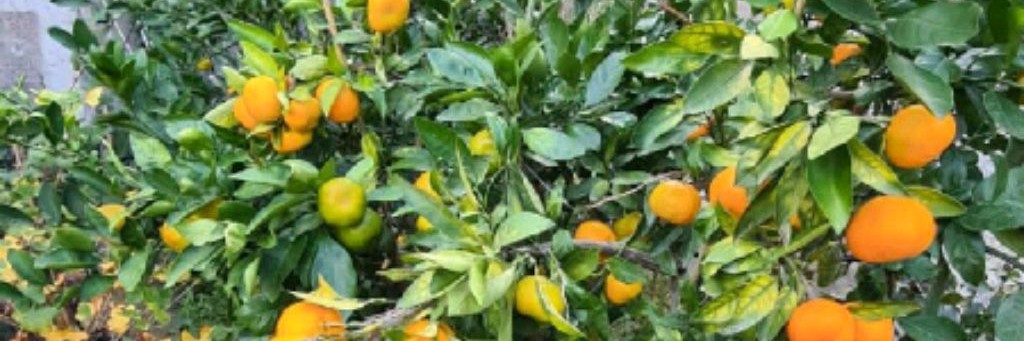 Сад и огород в Сочи