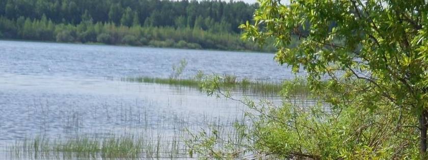 Лесные были.