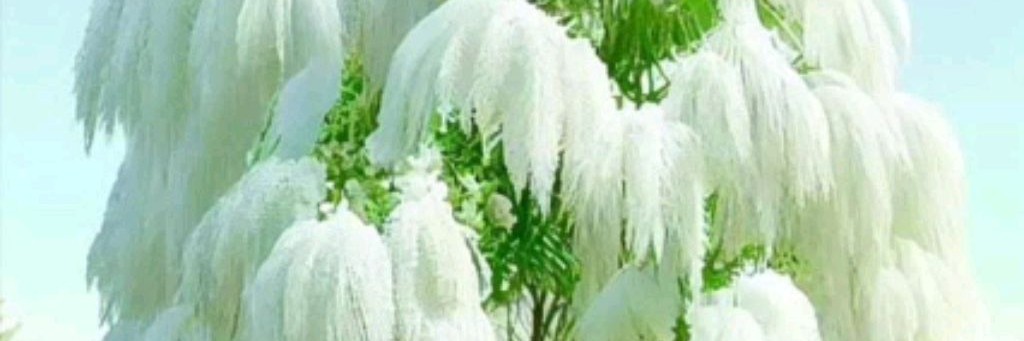 Повар Кулинар