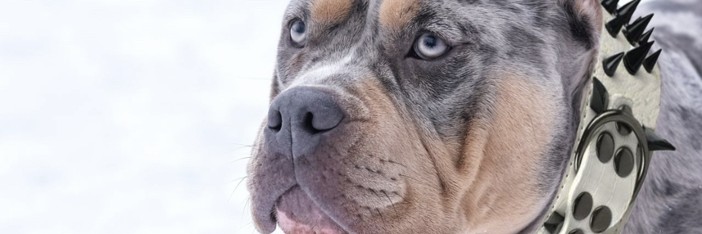 Питомник собак. Видео pro собак. Сладкие пупсы ?