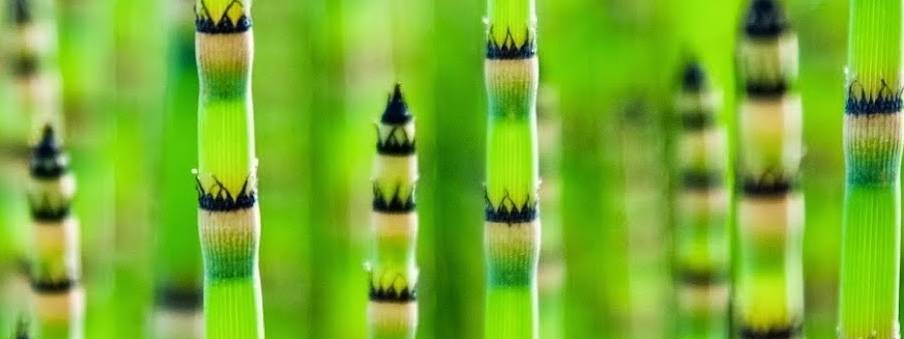 Nikolay's Genetics Lessons