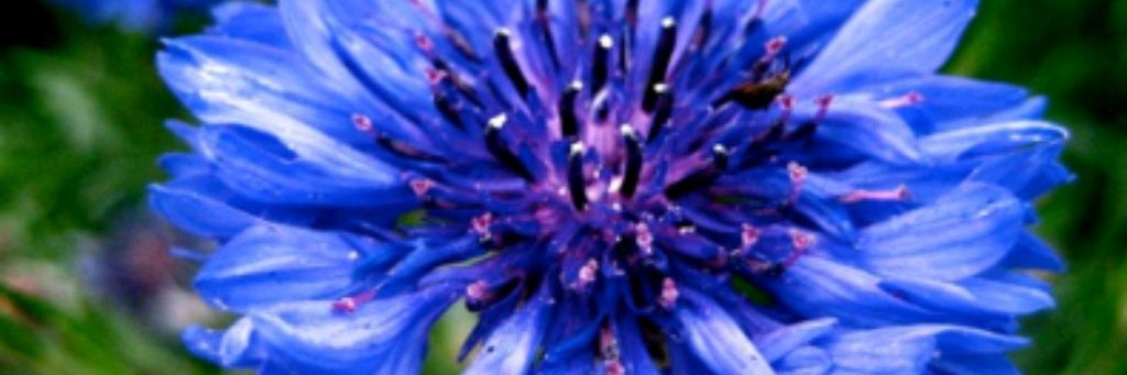 Кристина light