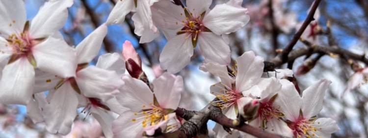 Марья-Искусница