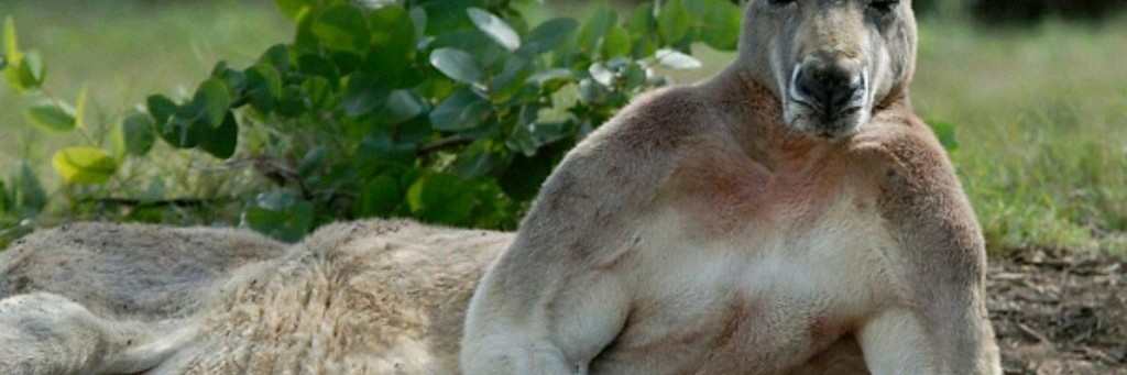 Всё про животных.