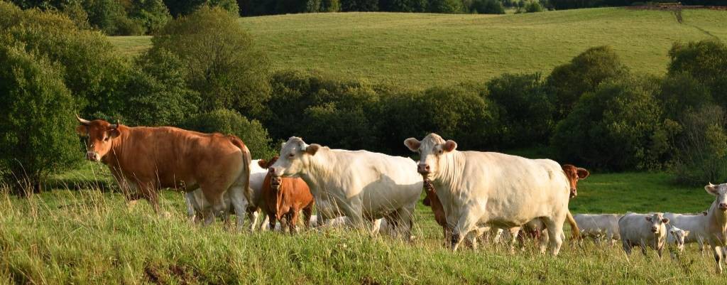 Калининградский центр племенного животноводства