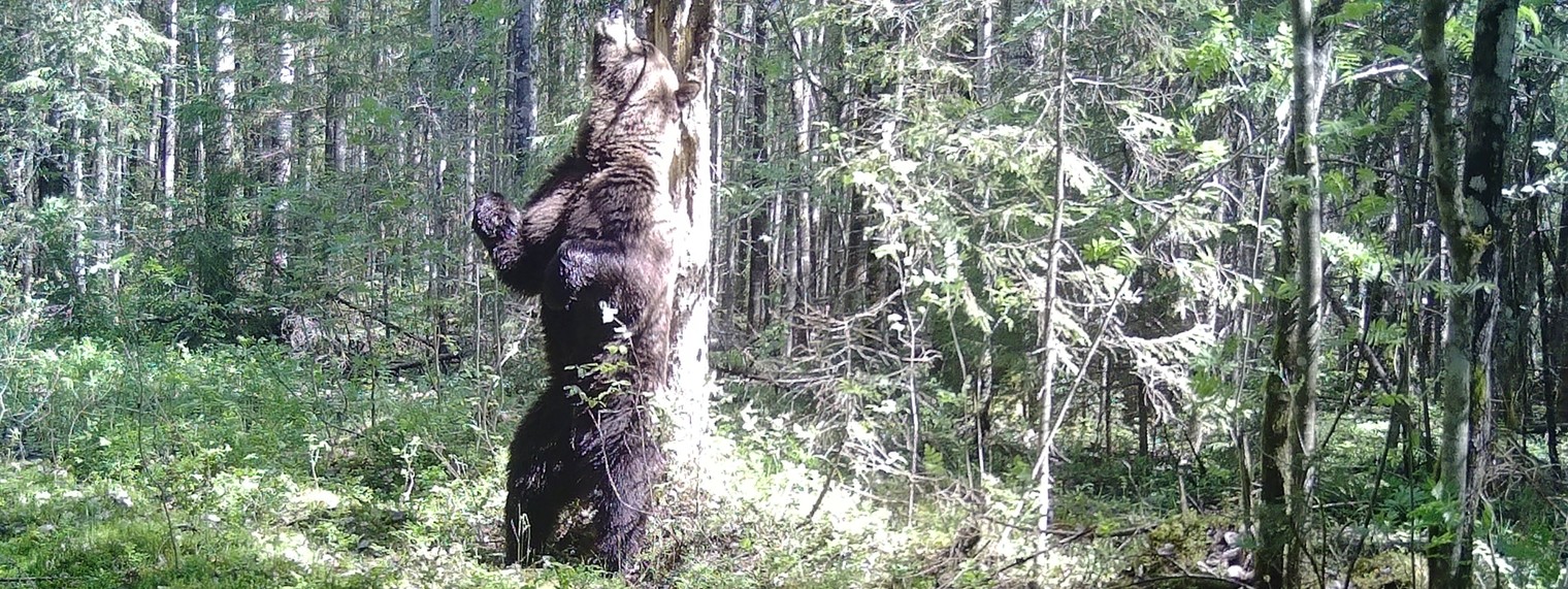 Заповедник "Кологривский лес"