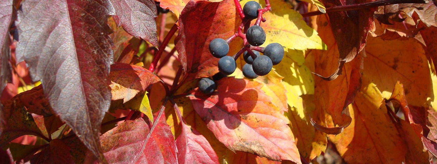 Заказать 2D анимацию/рекламное видео/мультфильм