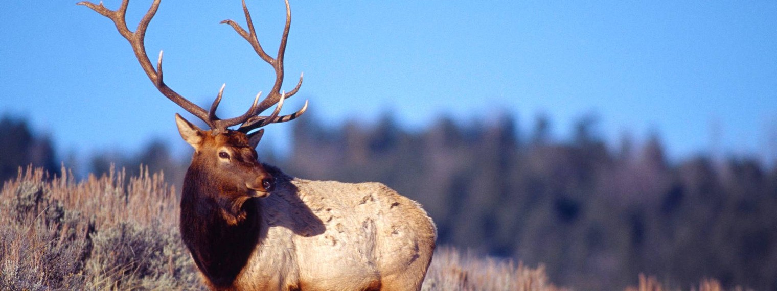 Дикий Мир Охота и Рыбалка