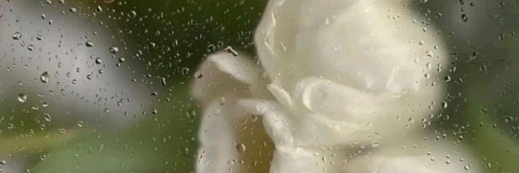 Елена Галстян