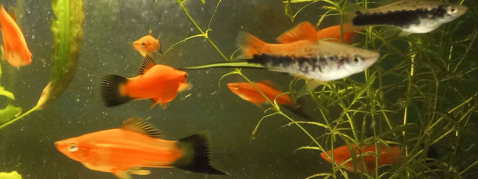 Акватория - Кубань