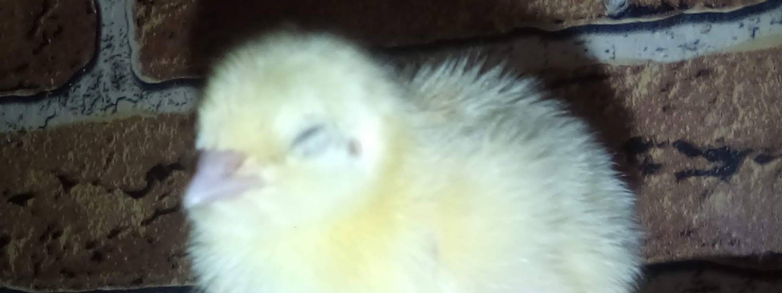 Смешные Видео С Кошками И Др.