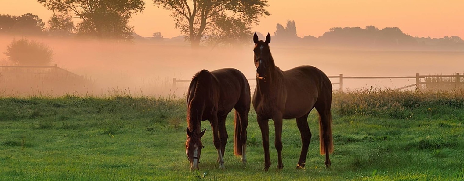 Лошади мира