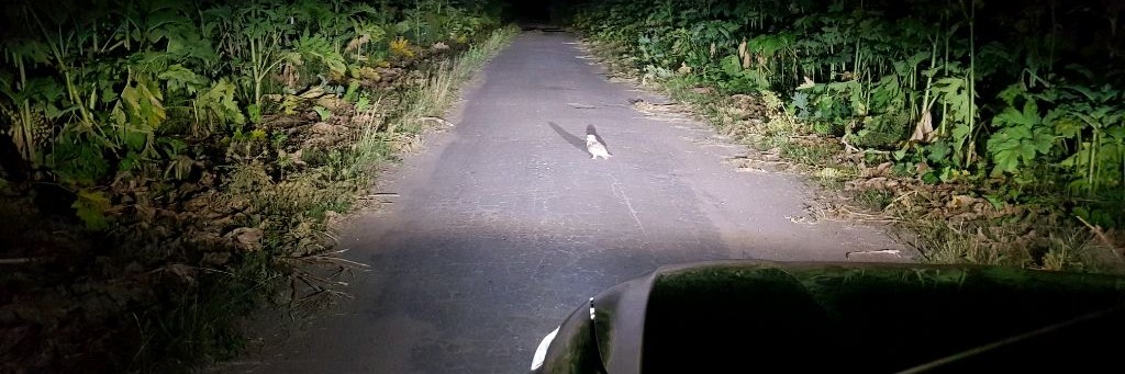 Вантеевские аборигены