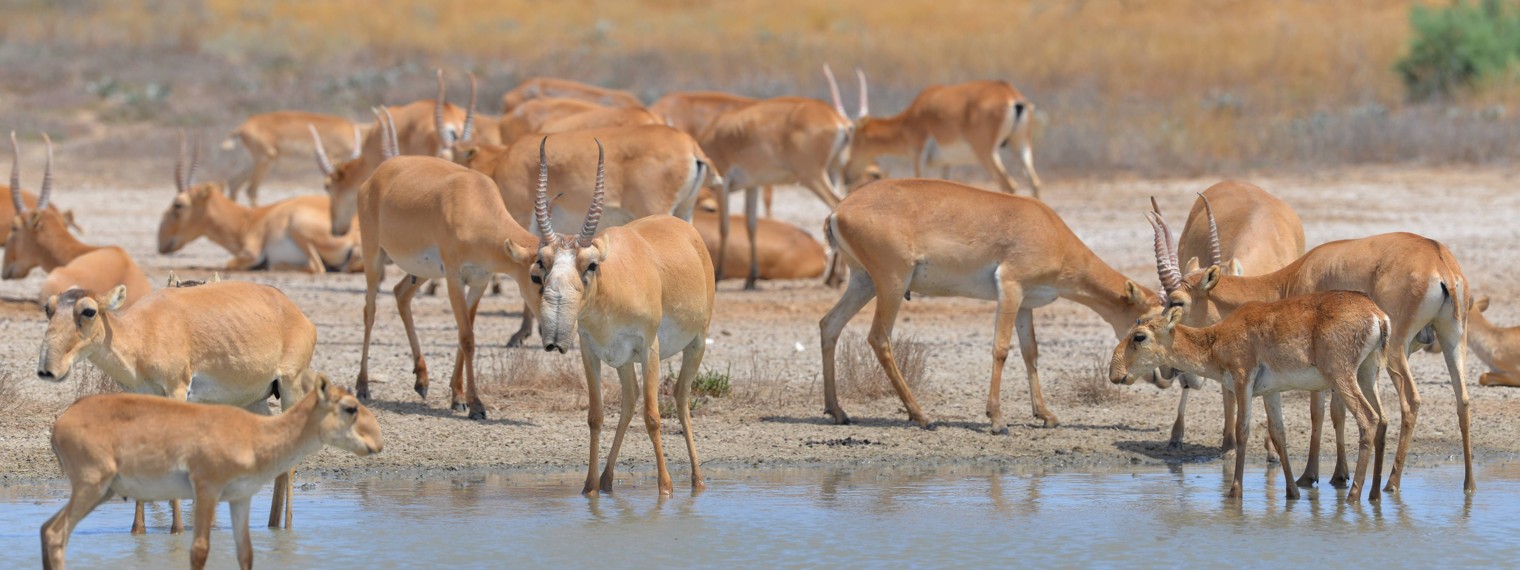 Заповедник Черные земли