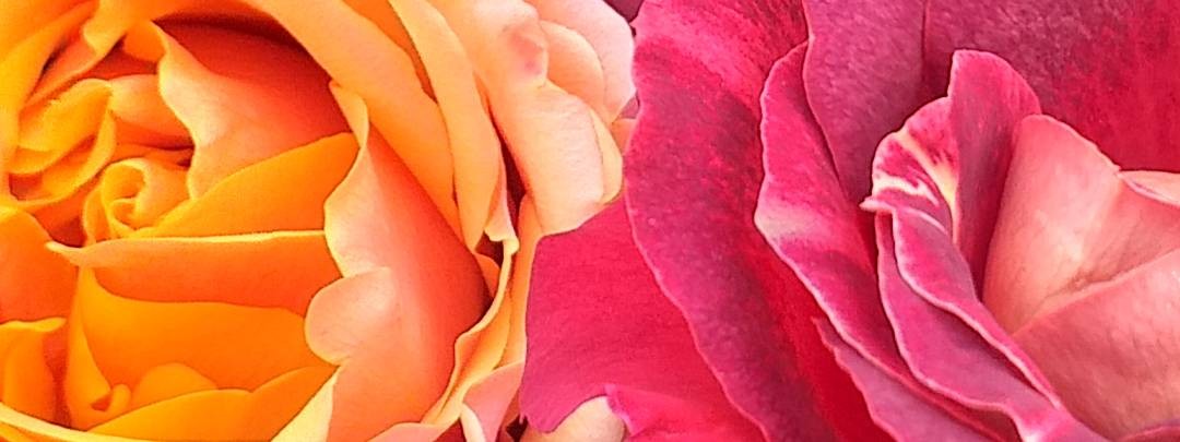 Садурский Сад Алена