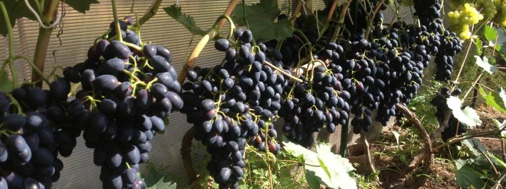 Чеховский виноград и сад