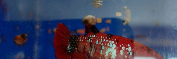 Раведение-рыбы.рф