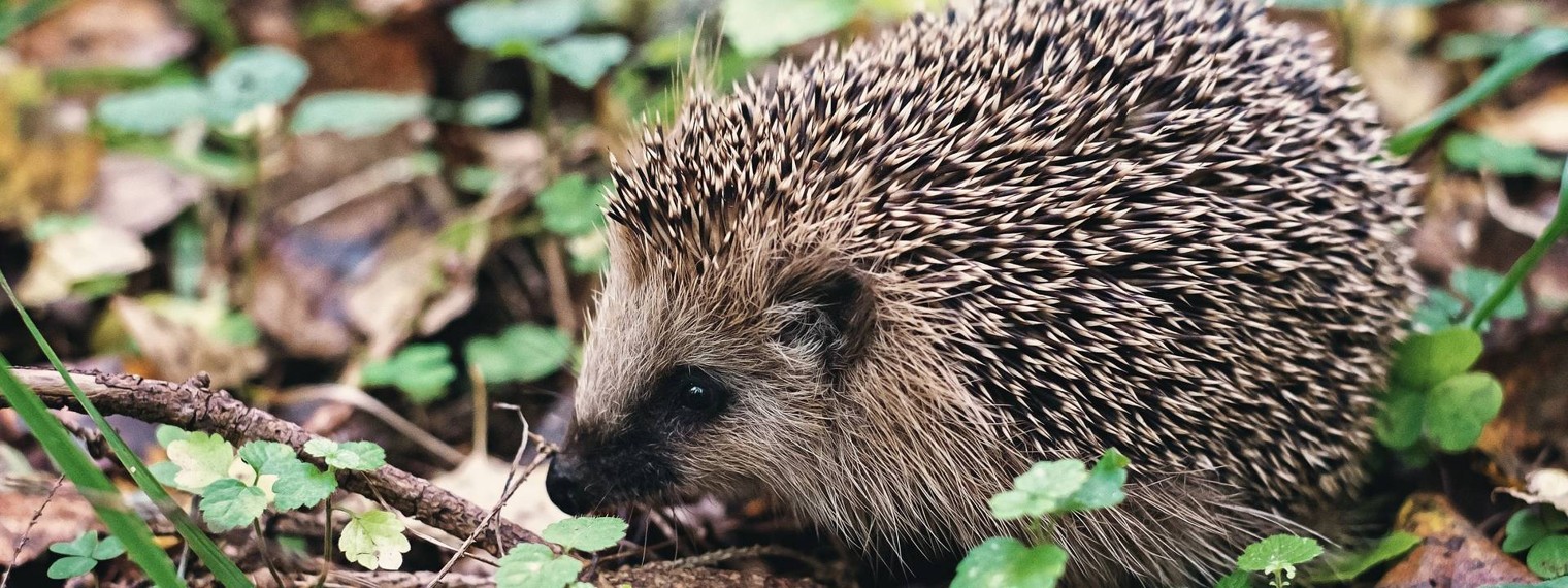ВООП по Санкт-Петербургу и Ленобласти