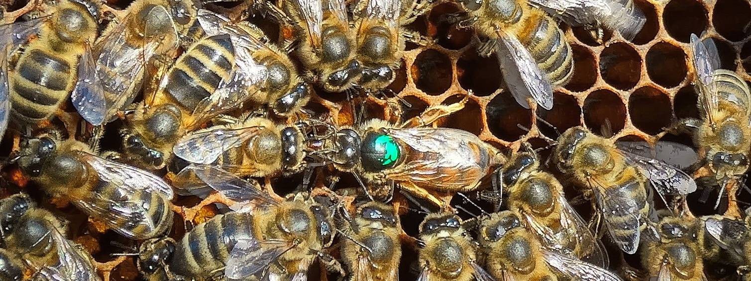 Пчеловодство СР пчёлы Nick_G Николай Гурышев